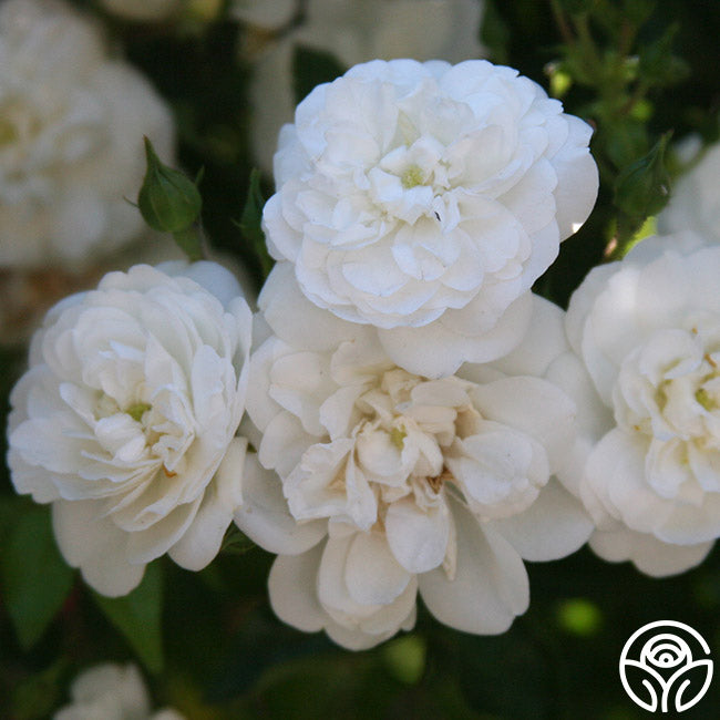 Sander's White Rambler – Heirloom Roses