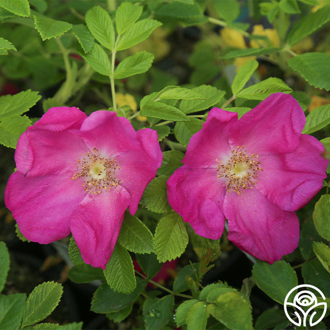 Scabrosa Rugosa Rose | Heirloom Roses