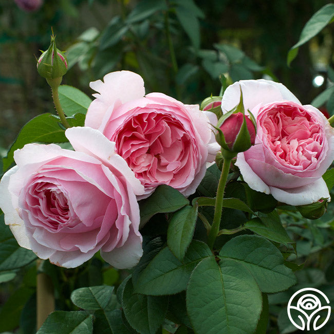 Scentuous Grandiflora Shrub Rose | Heirloom