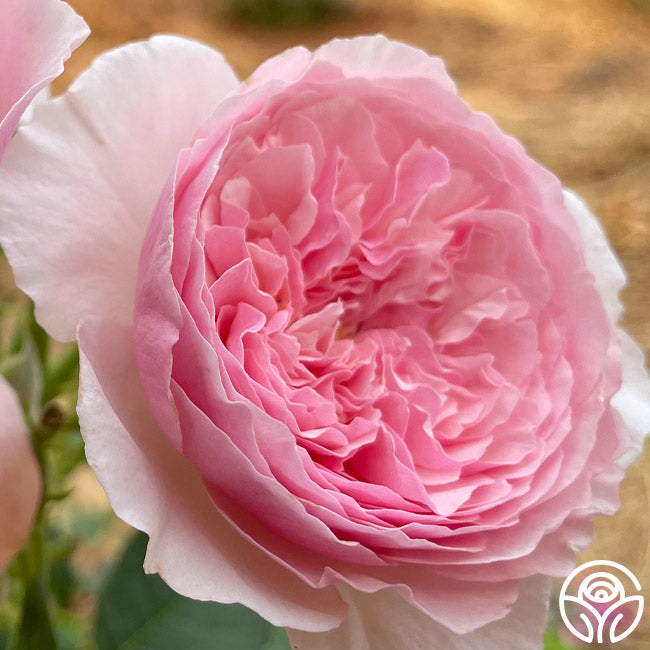 Scentuous Grandiflora Shrub Rose | Heirloom