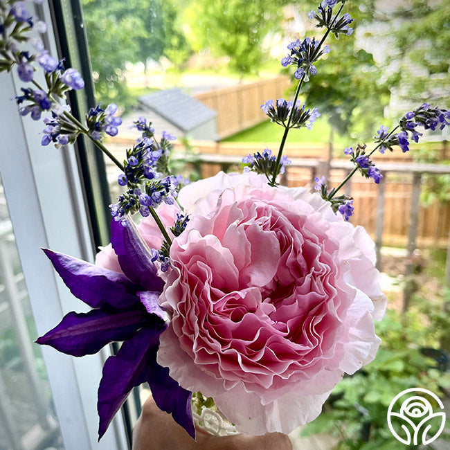 Scentuous Grandiflora Shrub Rose | Heirloom
