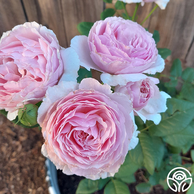 Scentuous Grandiflora Shrub Rose | Heirloom