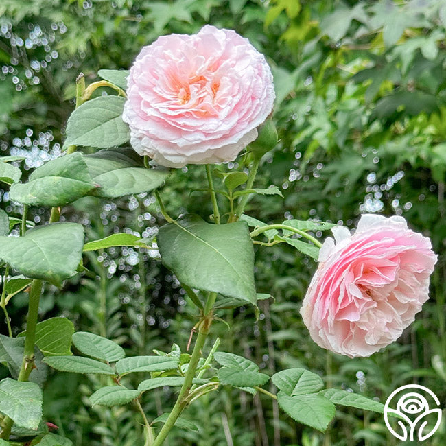 Scentuous Grandiflora Shrub Rose | Heirloom
