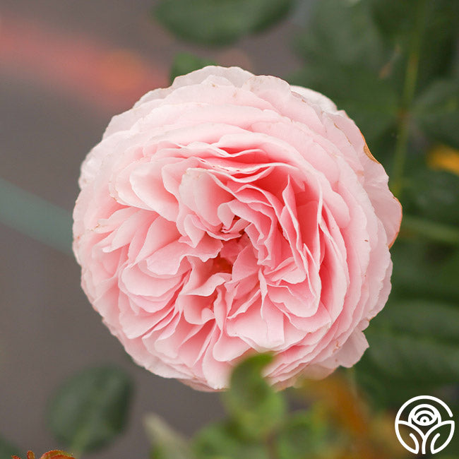 Scentuous Grandiflora Shrub Rose | Heirloom