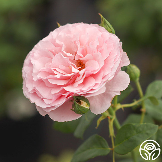 Scentuous Grandiflora Shrub Rose | Heirloom