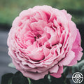 Sister Emmanuelle™ – Heirloom Roses