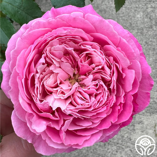 Sister Emmanuelle™ – Heirloom Roses