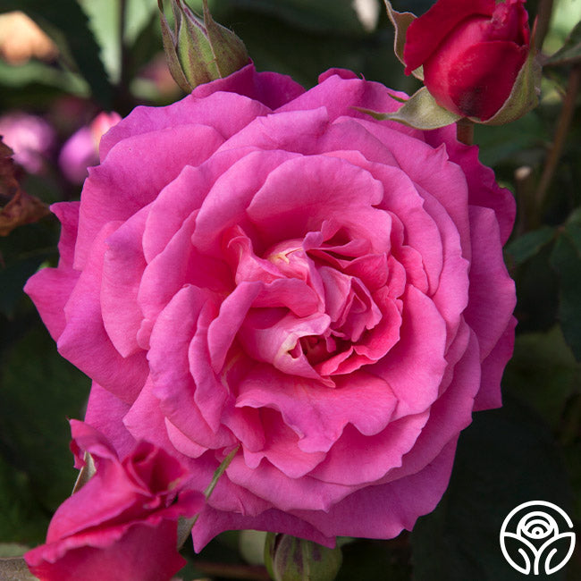 Sleeping Beauty Rose - Miniflora - Moderately Fragrant – Heirloom Roses