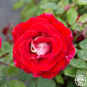 Snow Fire Rose - Hybrid Tea - Lightly Fragrant – Heirloom Roses