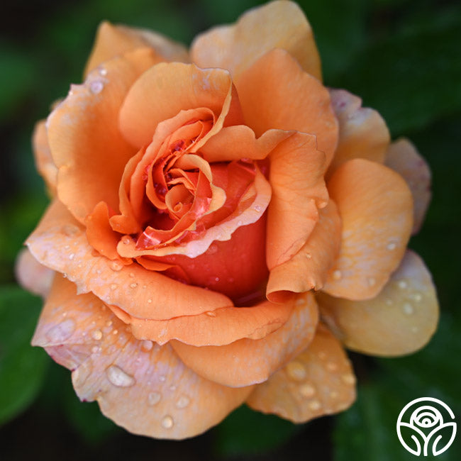 Sunbelt Soul Sister Floribunda Rose | Colorful Rose Bush – Heirloom