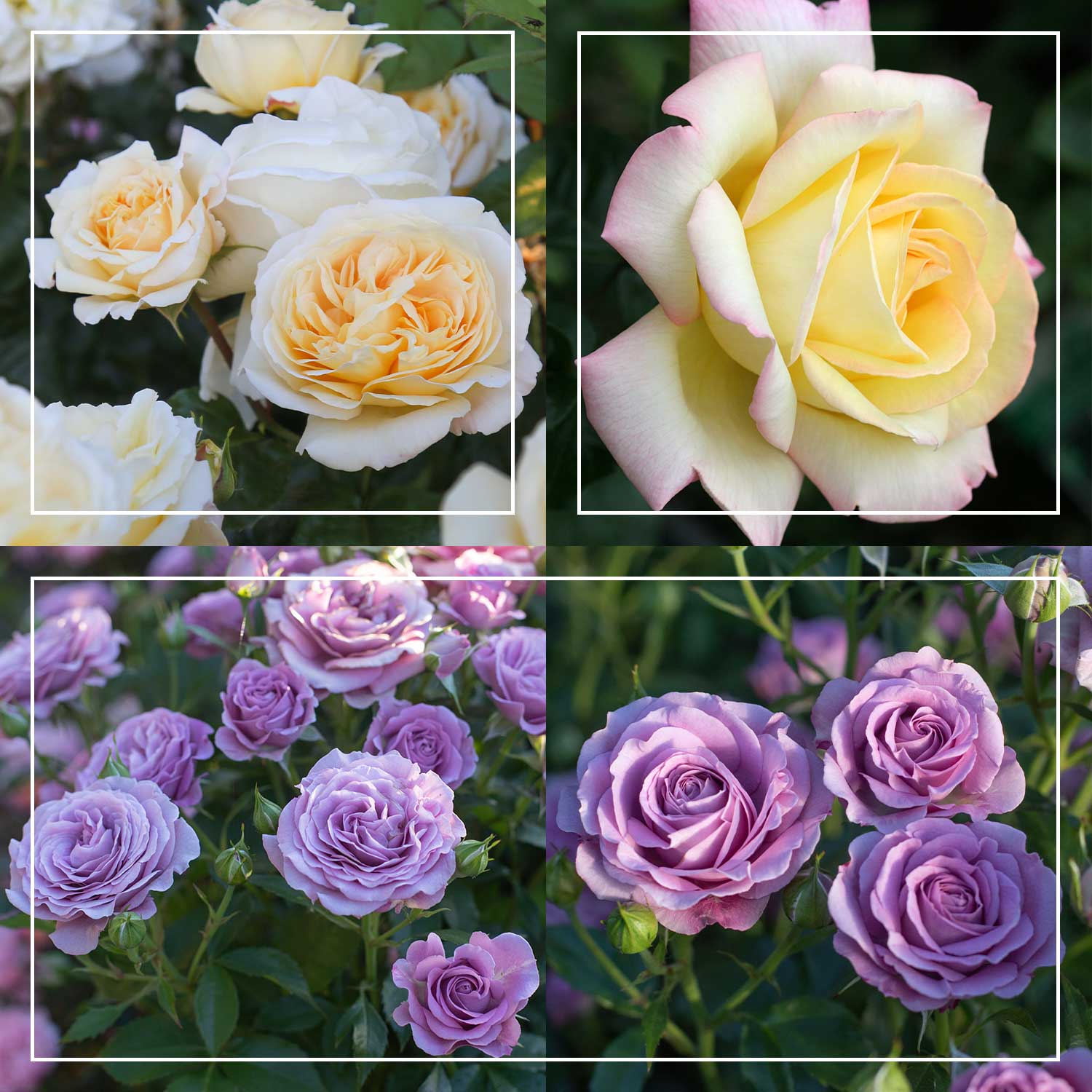 Spring Color Bouquet Collection II – Heirloom Roses