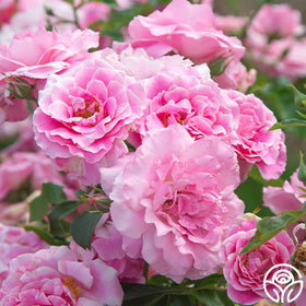 Blaze Rose - Climbing Roses - Lightly Fragrant – Heirloom Roses