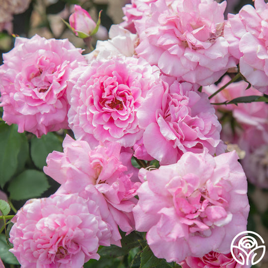 Arizona Rose - Grandiflora - Very Fragrant – Heirloom Roses