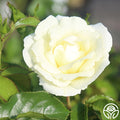 St. John Rose - English Legend - Lightly Fragrant – Heirloom Roses