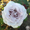 Stainless Steel Rose - Hybrid Tea - Very Fragrant – Heirloom Roses