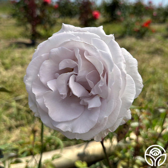 Stainless Steel Hybrid Tea Rose | Fragrant Rose Bush – Heirloom