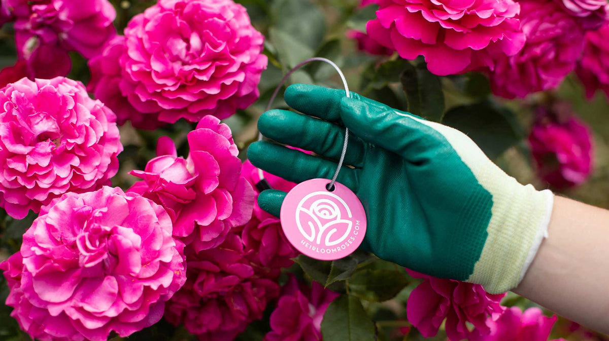 The Expert's Guide to Growing Roses in Hot Climates – Heirloom Roses