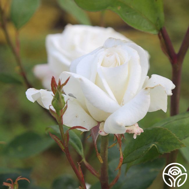 Sugar Moon Rose - Hybrid Tea - Very Fragrant – Heirloom Roses