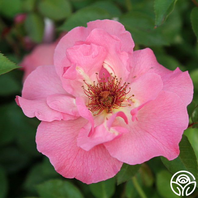 Summer Wine Climbing Rose | Colorful Rose Bush – Heirloom Roses