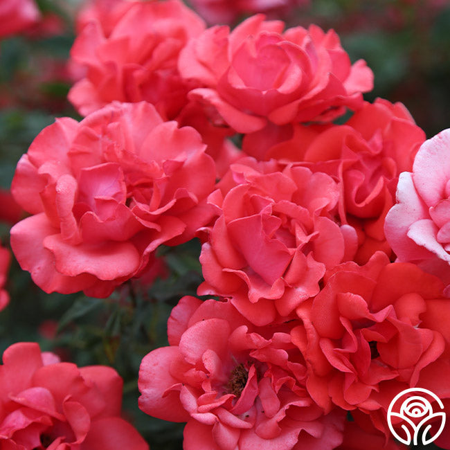 Sunburst – Heirloom Roses