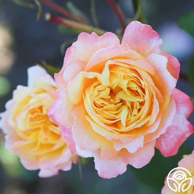 Sunny Abundance | Rose Bush Ready To Plant – Heirloom