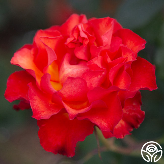 Sunrise At Heirloom Shrub Rose | Orange Rose Bush – Heirloom Roses