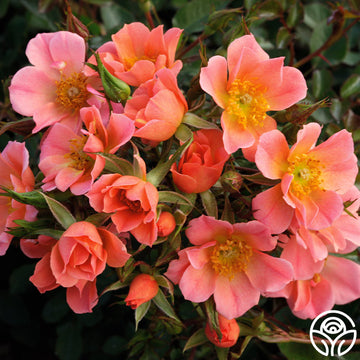 Sunset Happy Trails™ – Heirloom Roses