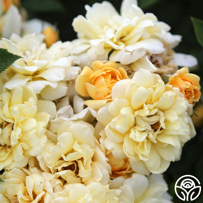 Sunshine Sally Shrub Rose | Yellow Rose Plant – Heirloom Roses