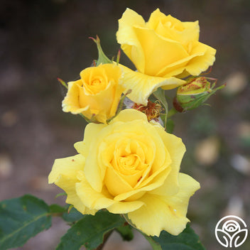 Sunsprite | Yellow Floribunda Rose Bush – Heirloom