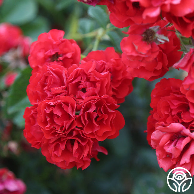 Super Elfin Rose - Rambling Rose - Moderately Fragrant – Heirloom Roses