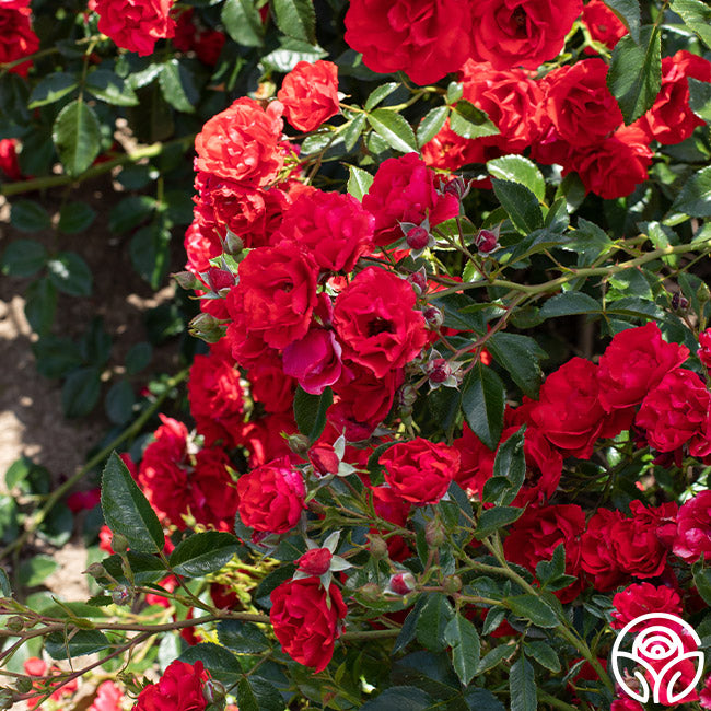 Super Elfin Rose - Rambling Rose - Moderately Fragrant – Heirloom Roses