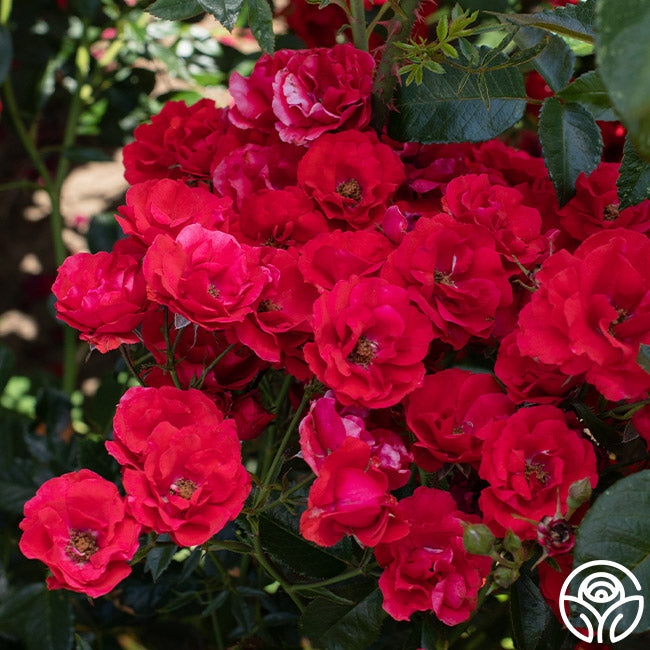 Super Elfin Rose - Rambling Rose - Moderately Fragrant – Heirloom Roses