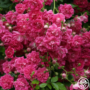 Super Excelsa Rose - Rambling Rose - – Heirloom Roses