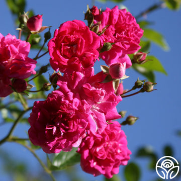 Super Excelsa Rose - Rambling Rose - – Heirloom Roses
