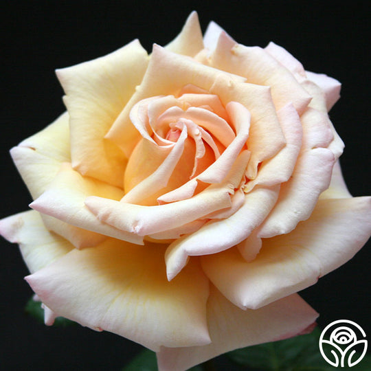Tahitian Sunset Rose - Hybrid Tea - Exceptionally Fragrant – Heirloom Roses