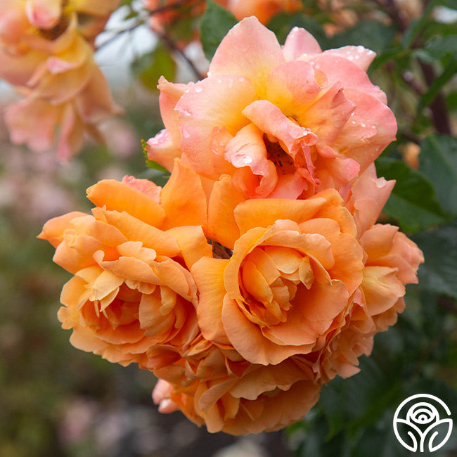 Arborose Tangerine Skies Climbing Rose | Fragrant Rose Plant – Heirloom ...