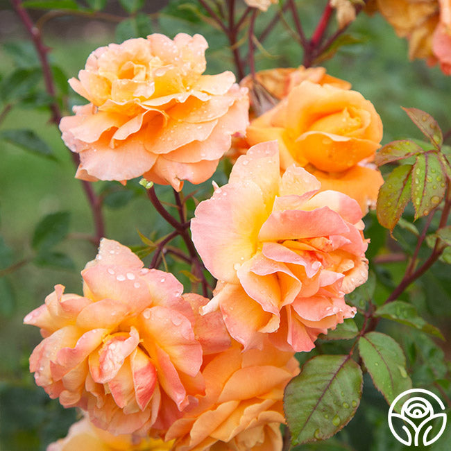 Tangerine Skies™ – Heirloom Roses