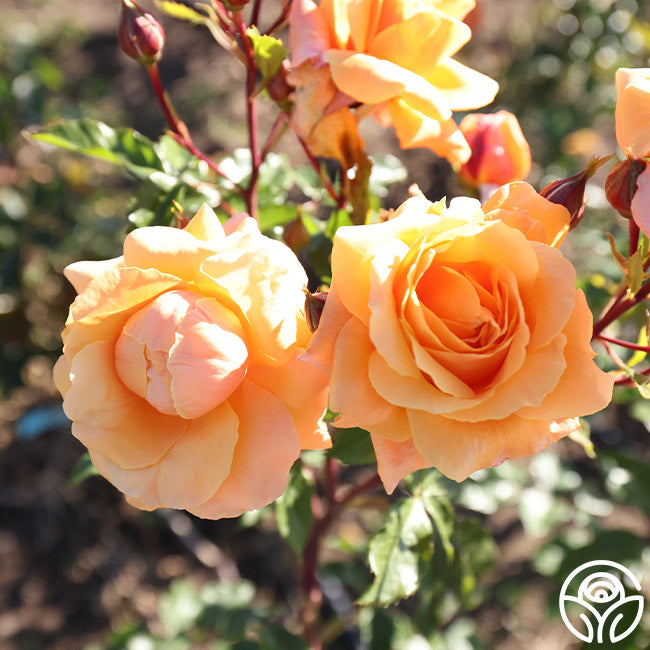 Tangerine Skies™ – Heirloom Roses