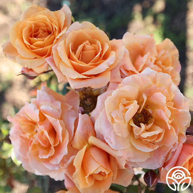 Tangerine Skies™ – Heirloom Roses