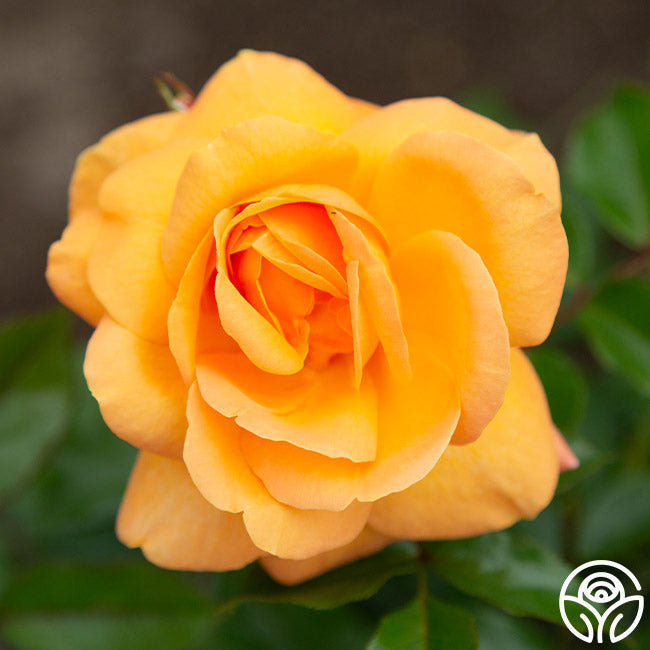 Tangerine Skies™ – Heirloom Roses