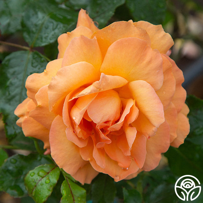 Tangerine Skies™ – Heirloom Roses