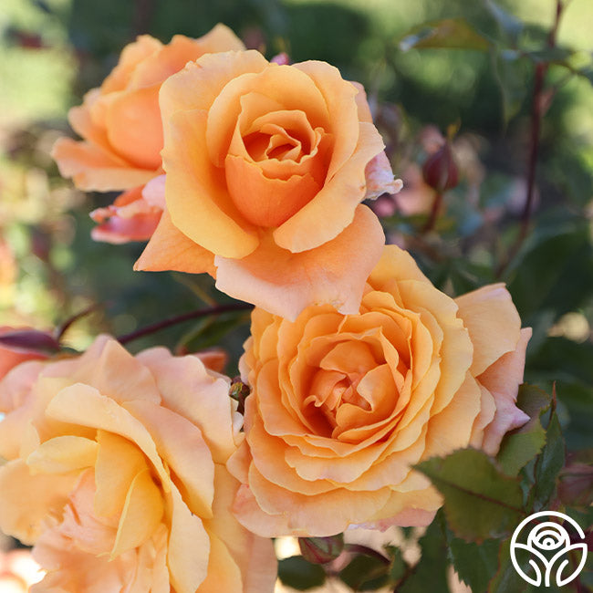 Tangerine Skies™ – Heirloom Roses