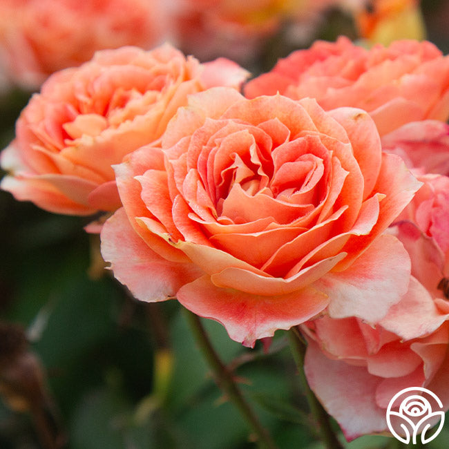 Tangerine Streams Floribunda Rose | Colorful Rose Plant – Heirloom Roses