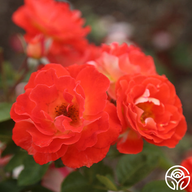 Tango | Colorful Shrub Rose Bush – Heirloom Roses