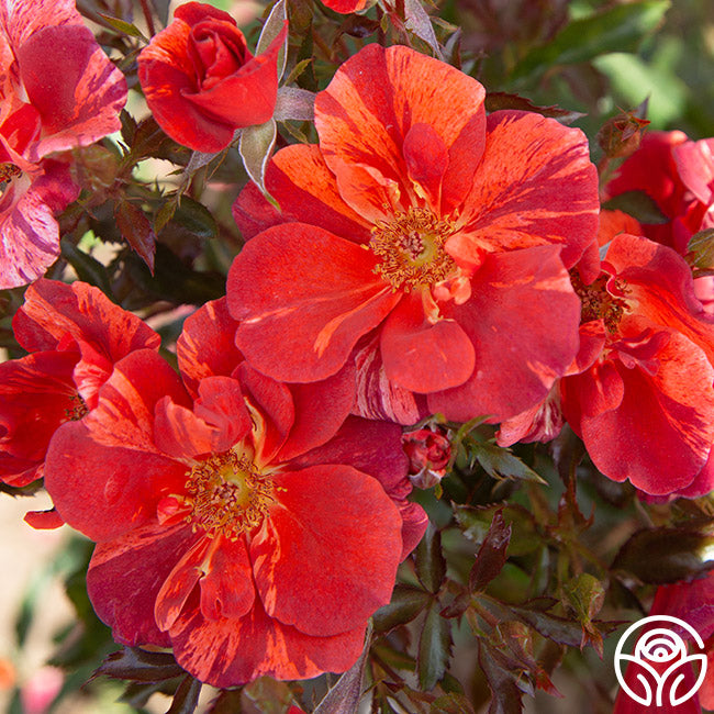 Tawny Tiger Floribunda Rose | Colorful Rose Bush – Heirloom Roses