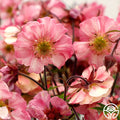 Tempo™ Rose – Heirloom Roses