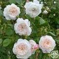 The Albrighton Rambler® - David Austin Climbing Rose – Heirloom Roses