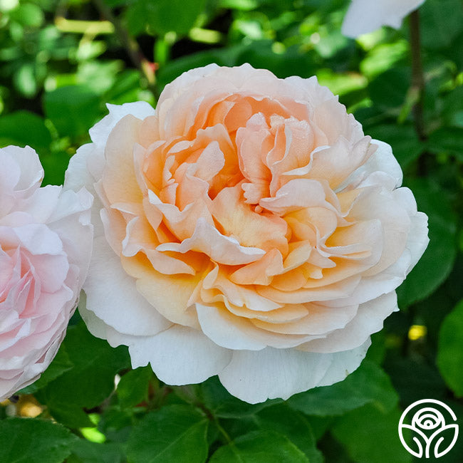 The Lady Gardener English Shrub Rose | Heirloom