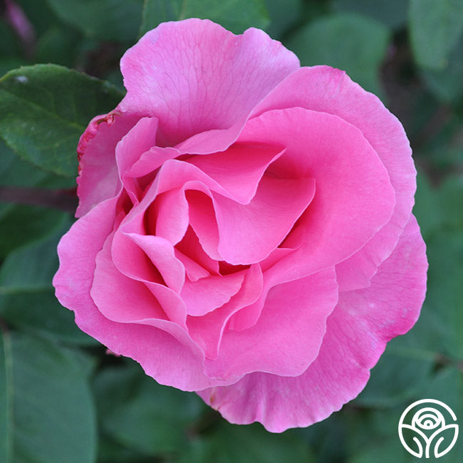 The McCartney Rose Hybrid Tea Rose | Fragrant Rose Bush – Heirloom Roses
