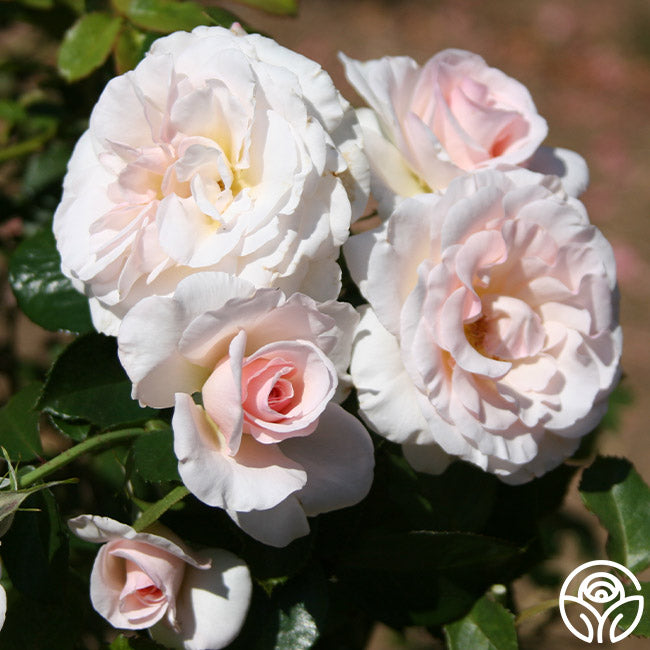 The Soham Rose Floribunda Rose | Pink Rose Bush – Heirloom Roses